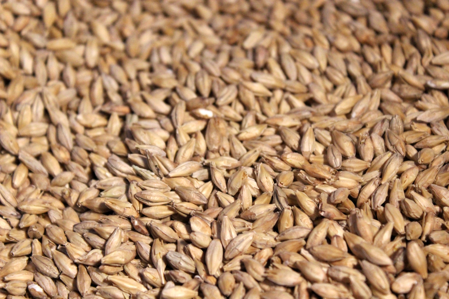 Wie du dein Malz richtig lagern kannst!