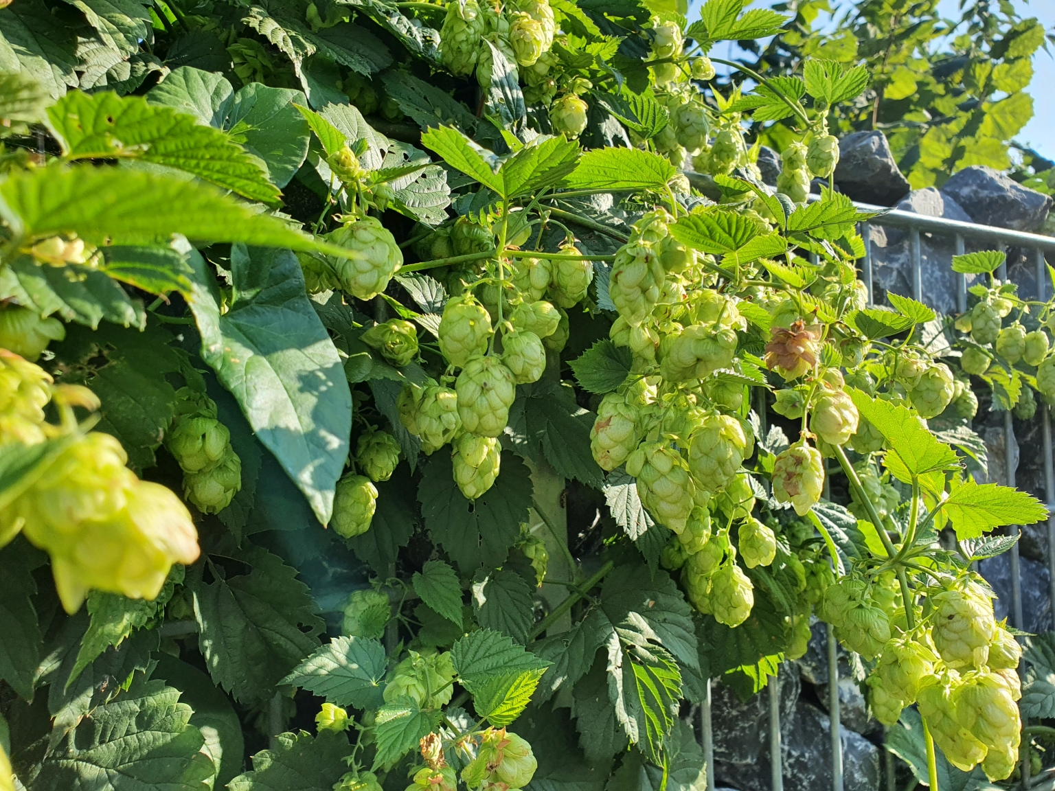 Hopfen Ernten Und Lagern