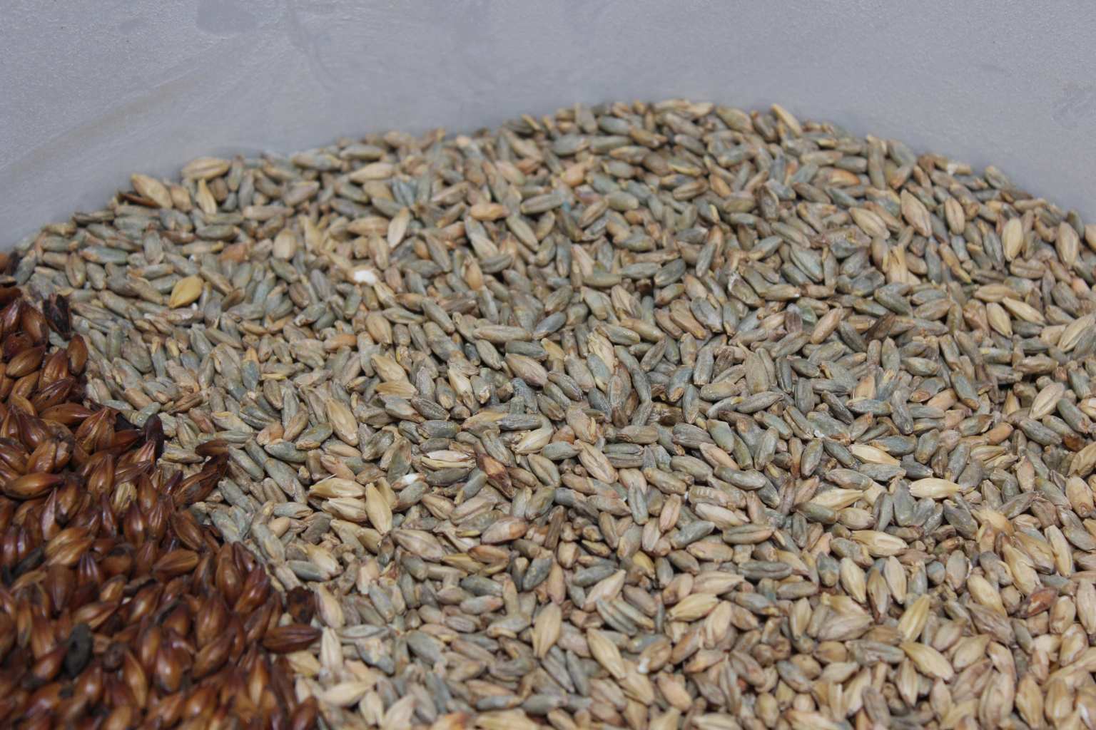 Wacholder Bier Rezept zu Weihnachten? Juniper Rye Bock!