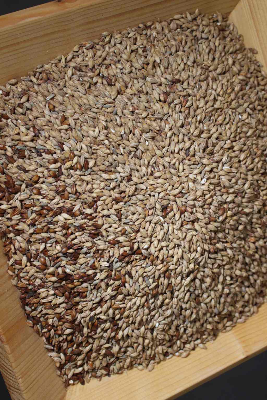 Wacholder Bier Rezept zu Weihnachten? Juniper Rye Bock!