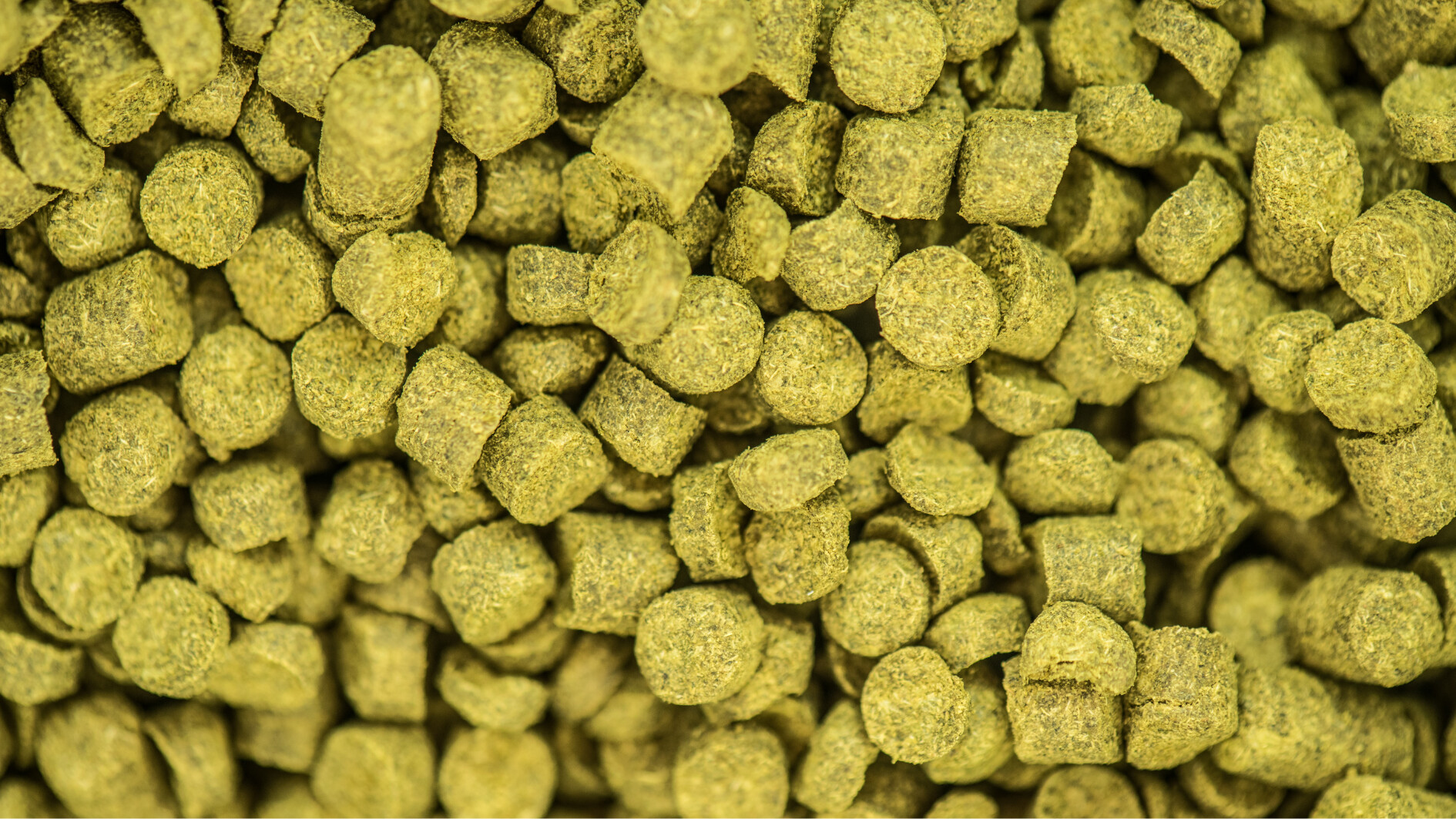 Bierbrauen lernen: Der komplette Guide | Malzknecht