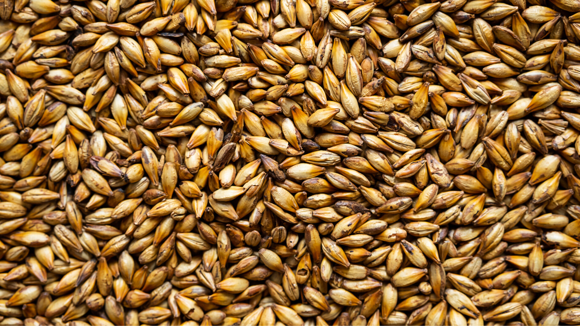 Bierbrauen lernen: Der komplette Guide | Malzknecht