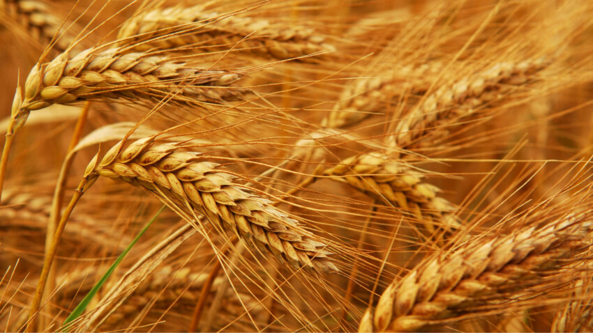 Bierbrauen lernen: Der komplette Guide | Malzknecht